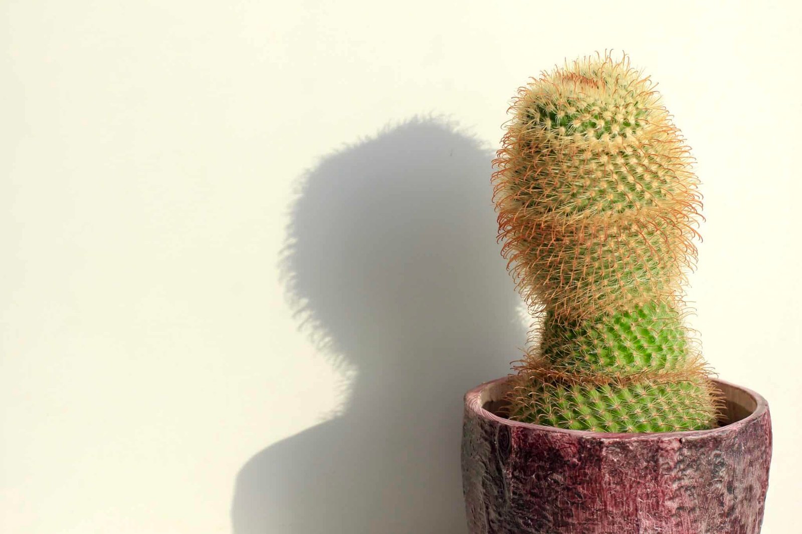 Understanding Balanitis and Balanoposthitis: Causes & Care